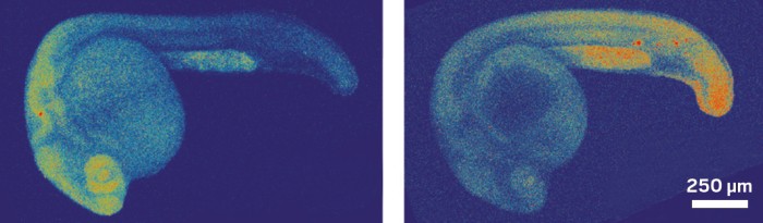 Chemical reaction lights the way for tracking microRNA in living organisms