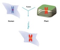 First-Total-Synthesis-Eukaryote-Chromosome
