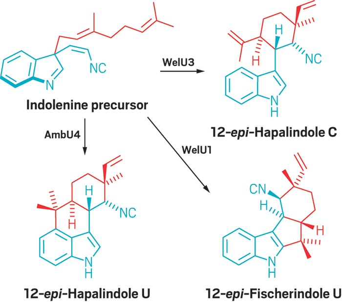 Indole alkaloid biosynthetic pathways unraveled