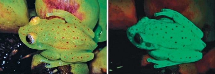First naturally fluorescing frog found in Argentina