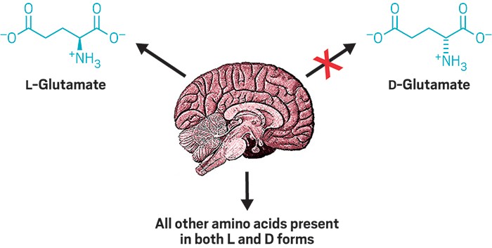 An amino acid mystery
