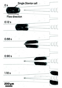 Putting-Squeeze-Cells
