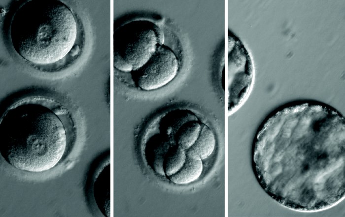 CRISPR-corrects-mutation-human-embryos