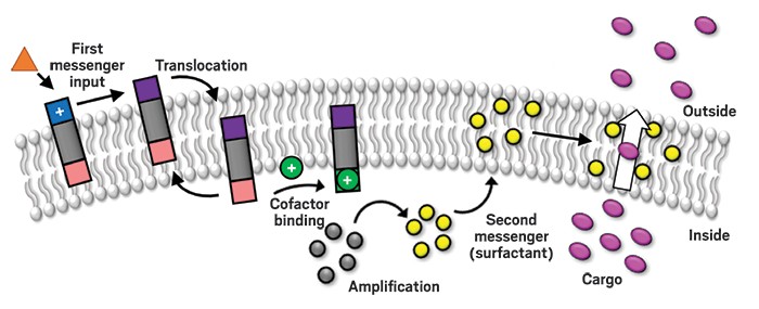 Synthetic receptors imitate GPCRs