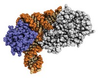 DNA-Enzymes-Snip-Amide-Bonds