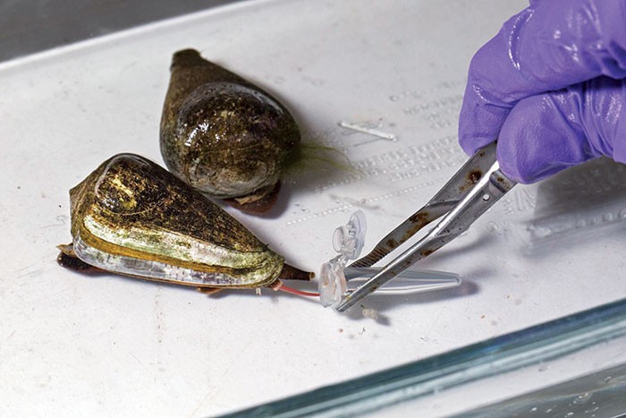 Neurotoxic snail venom helps researchers better understand the immune ...