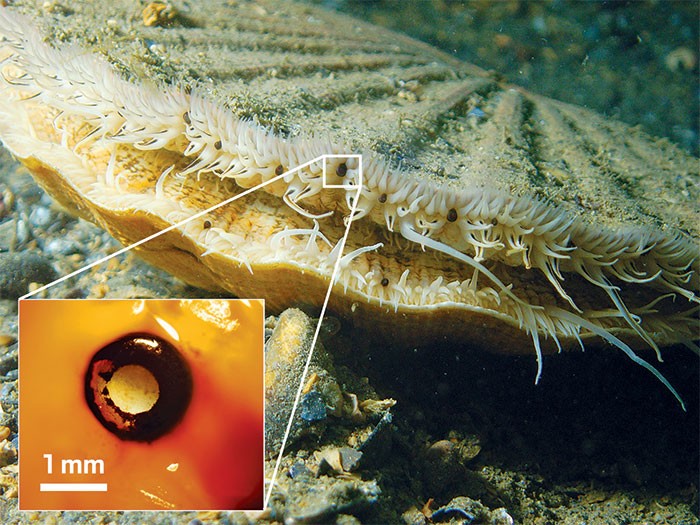 Reflective guanine crystals lend sight to scallops
