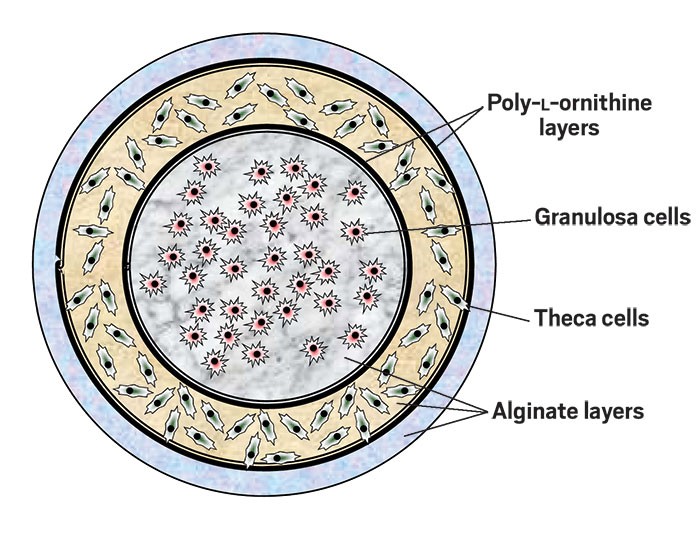 Artificial ovary uses cells to deliver hormone replacement therapy