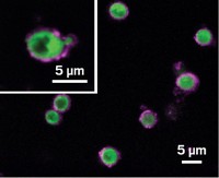 Red blood cells catalyze polymerization