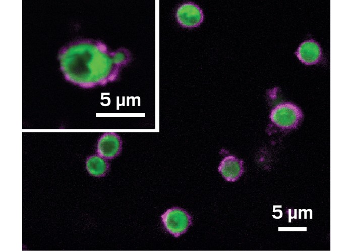 Method grows polymers on cell surface without damaging the cell