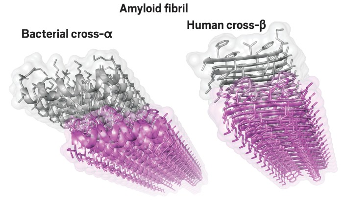 Surprising amyloid structure solved