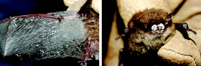 Battling a deadly bat fungus