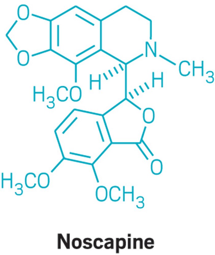 Engineered brewer’s yeast make potential cancer drug