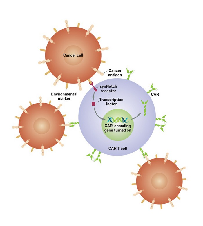Car T Therapy For Pancreatic Cancer - CancerWalls