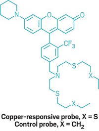 New Copper Sensor Probes Metal Ion’s Roles In Nerve Circuits