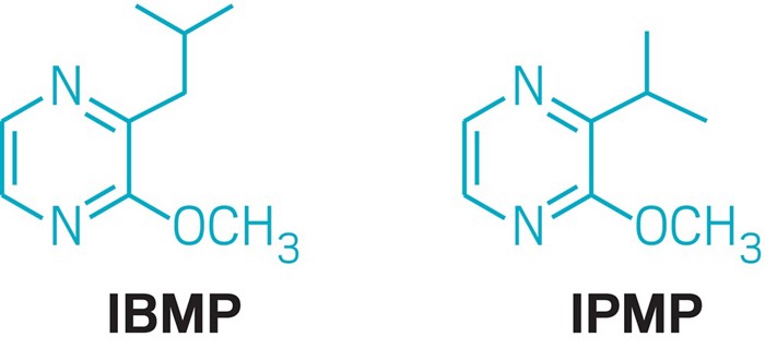 Polymer strips off-taste from wine