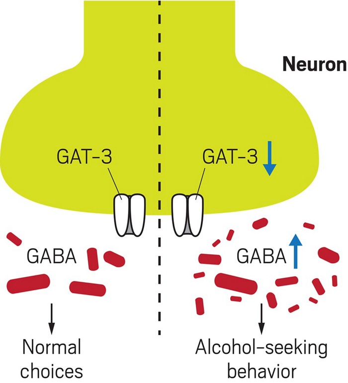 Potential alcohol addiction mechanism revealed