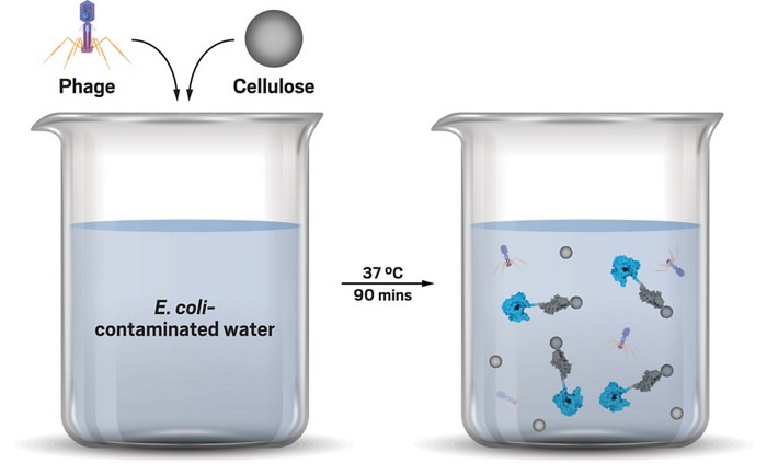 Luminescent bacteriophages flag Escherichia coli in water