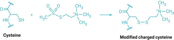 Scientists confirm key protein that helps convert sound vibration to ...