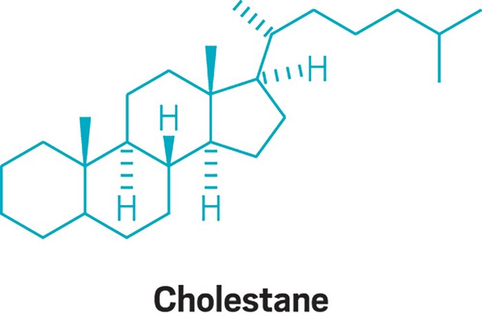 Cholesterol’s molecular fossil identifies Earth’s oldest large animals﻿﻿