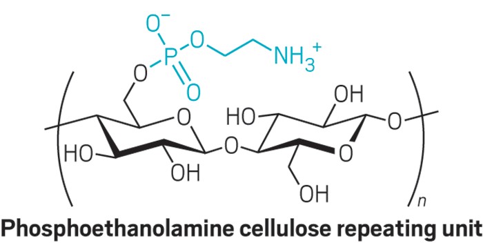 Bacteria make modified cellulose