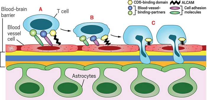 Can immunotherapy tackle glioblastoma?