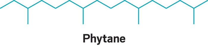 Chlorophyll by-product reveals Earth’s carbon history