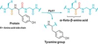 DNA-Enzymes-Snip-Amide-Bonds