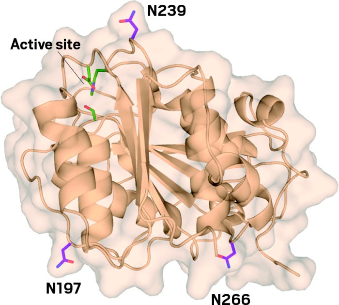 Improving a plastic-degrading enzyme for better PET recycling