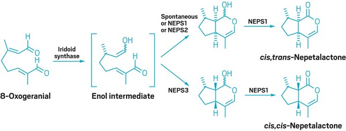 Synthetic secrets of catnip compound revealed