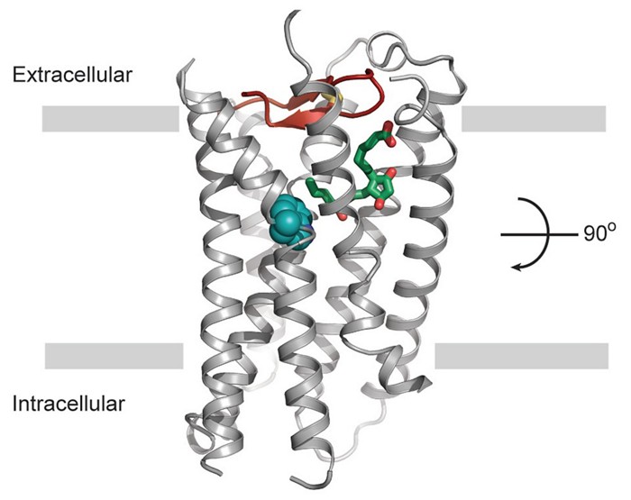Smorgasbord of prostanoid receptor structures reported﻿