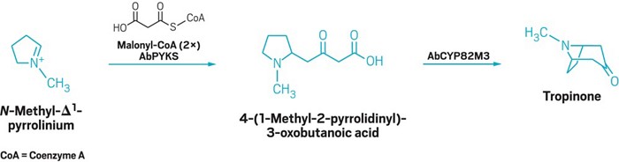 Missing pieces of natural product synthesis found