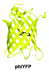 Fluorescent-Protein-Calcium-Sensors-Image
