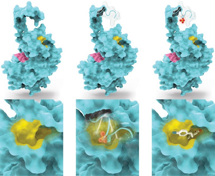 Drug hunters explore allostery’s advantages