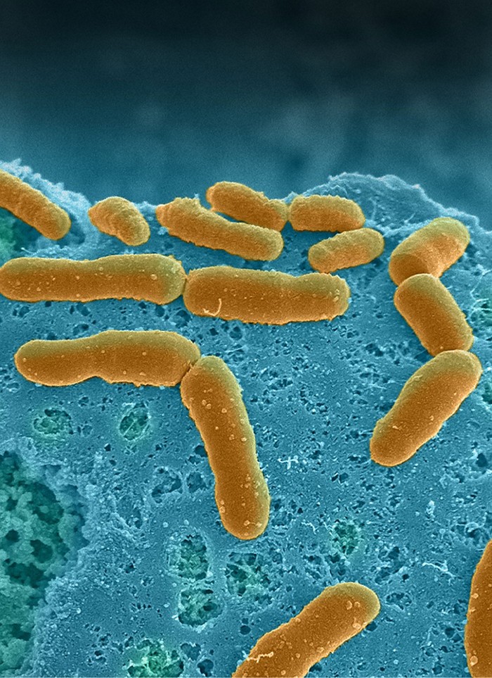 Lab chip models gut microbiome diversity