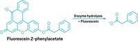 DNA-Enzymes-Snip-Amide-Bonds