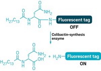 Researchers elucidate colibactin structure