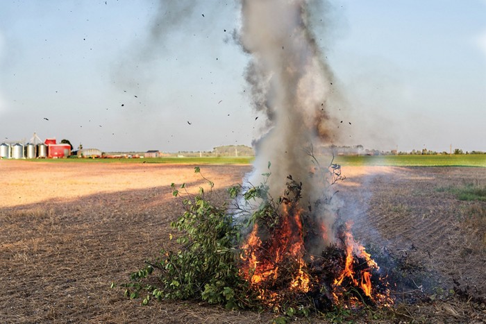 Burned organic matter captures ammonia﻿