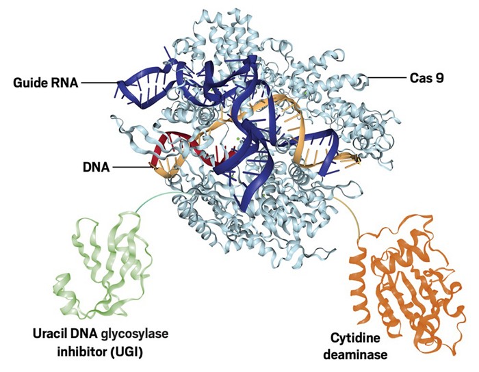 CRISPR base editors cause unexpected mutations