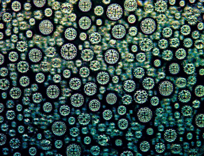 Chemistry in Pictures: Droplets within a droplet