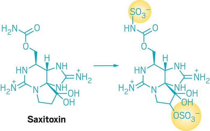Revealing how enzymes turn a toxin into a potential painkiller