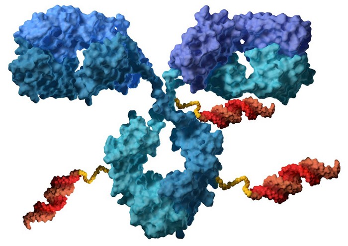 Lilly recruits Avidity Biosciences to develop antibody-oligonucleotide ...