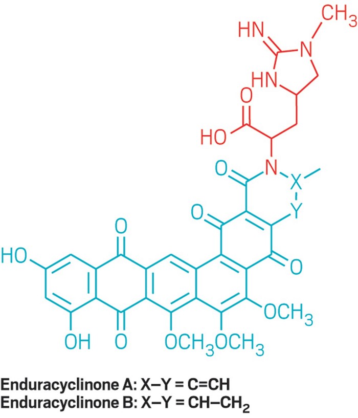 New antibacterial structures feature rare amino acid﻿