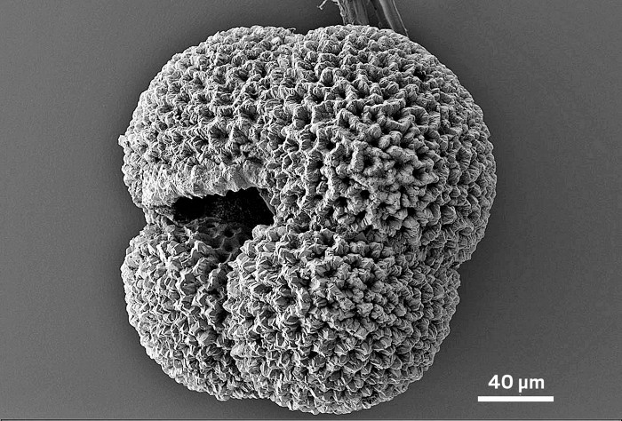 Paleoclimate proxies reveal Greenland instability