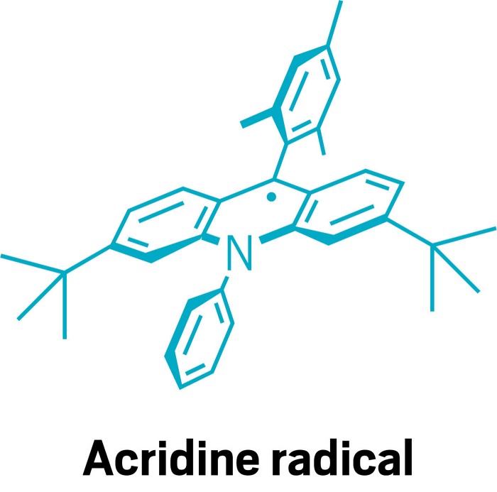 Acridine radical acts as a powerful photoreductant