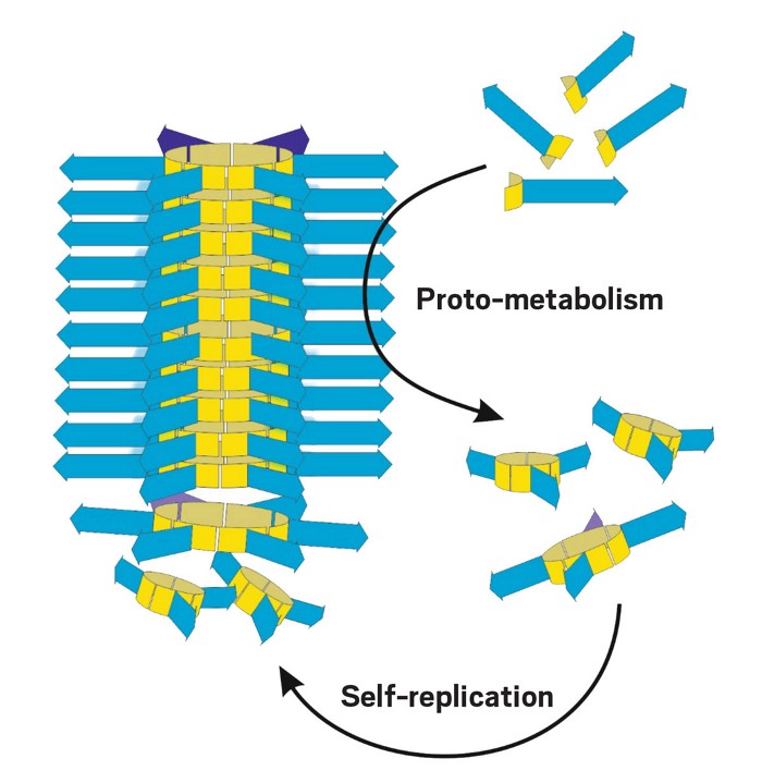 Self-replicating molecules catalyze multiple reactions