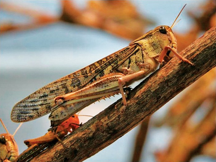 The molecule that makes locusts swarm