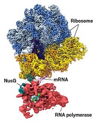 Two-Views-RNA-Polymerase-Structure