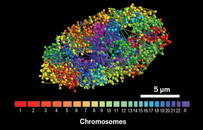Imaging chromatin architecture at the genome scale