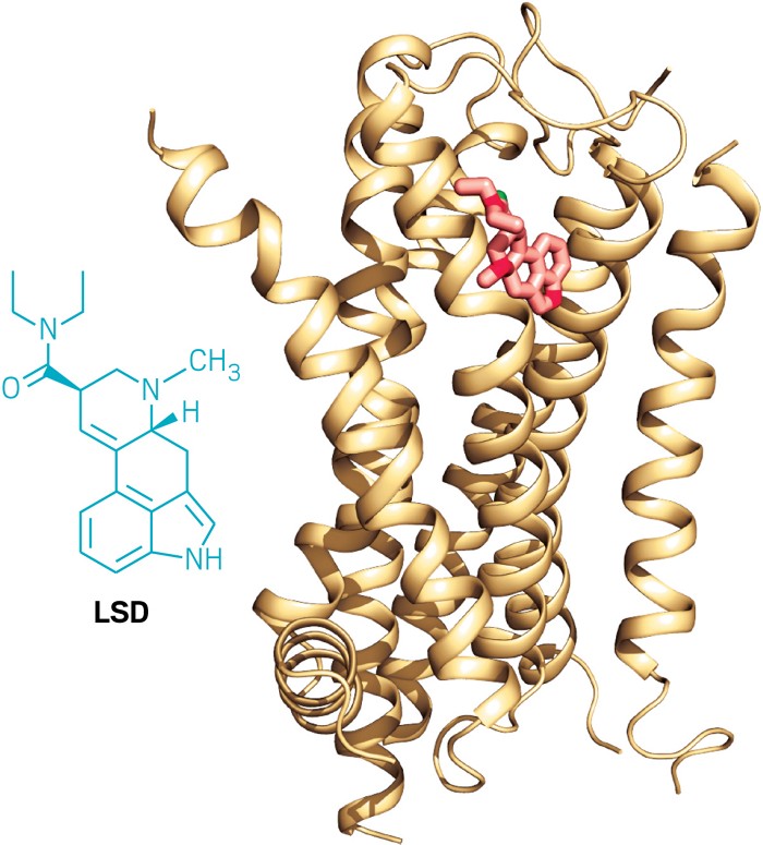 Crystal structure shows LSD bound to its receptor